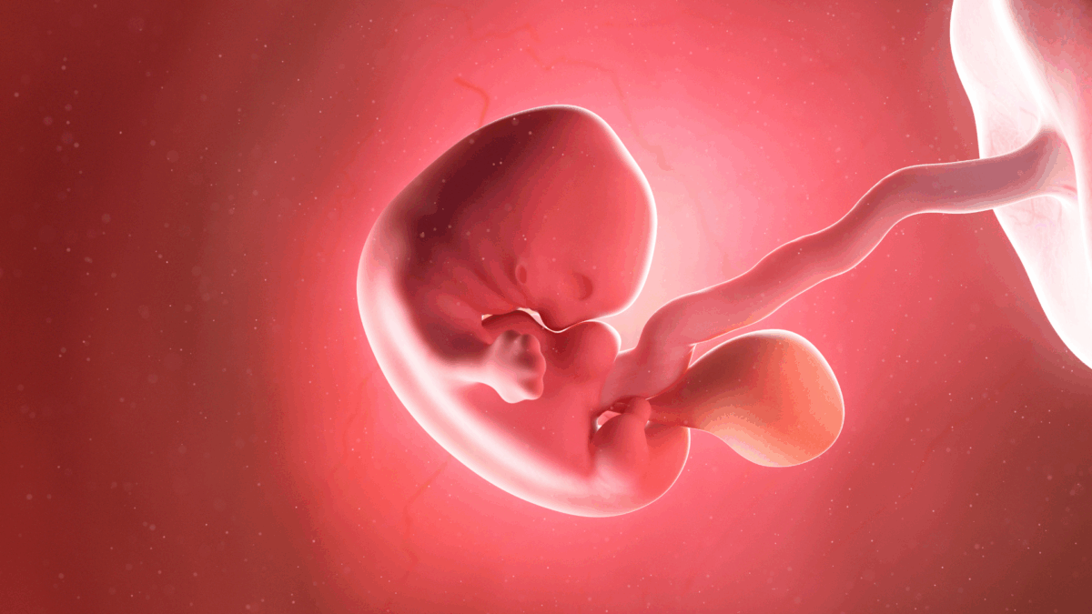 Weeks 7 & 8 of Pregnancy: Growth You Can’t Yet See - Amnion Pregnancy ...